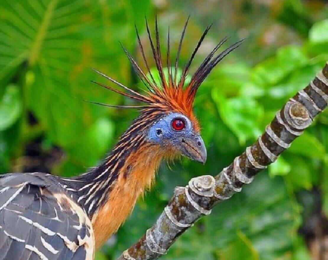 Achuar Lodge Jungle Expedition 7 Days Tour - Guide Ecuador Travel