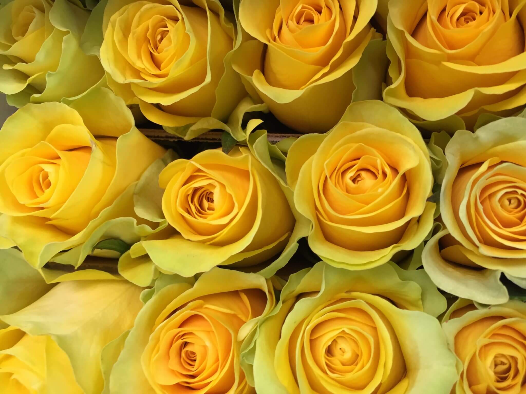 Ecuador Wine & Roses 3 Days Tour - Guide Ecuador Travel