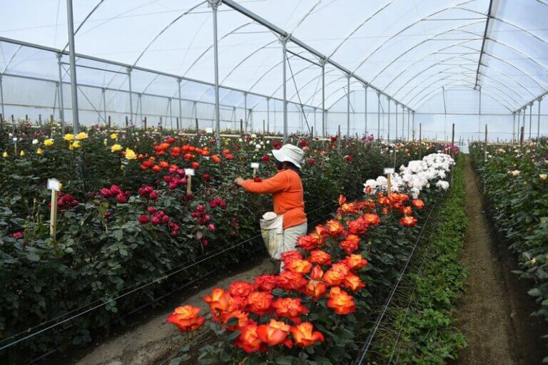 Ecuador Wine & Roses 3 Days Tour - Guide Ecuador Travel