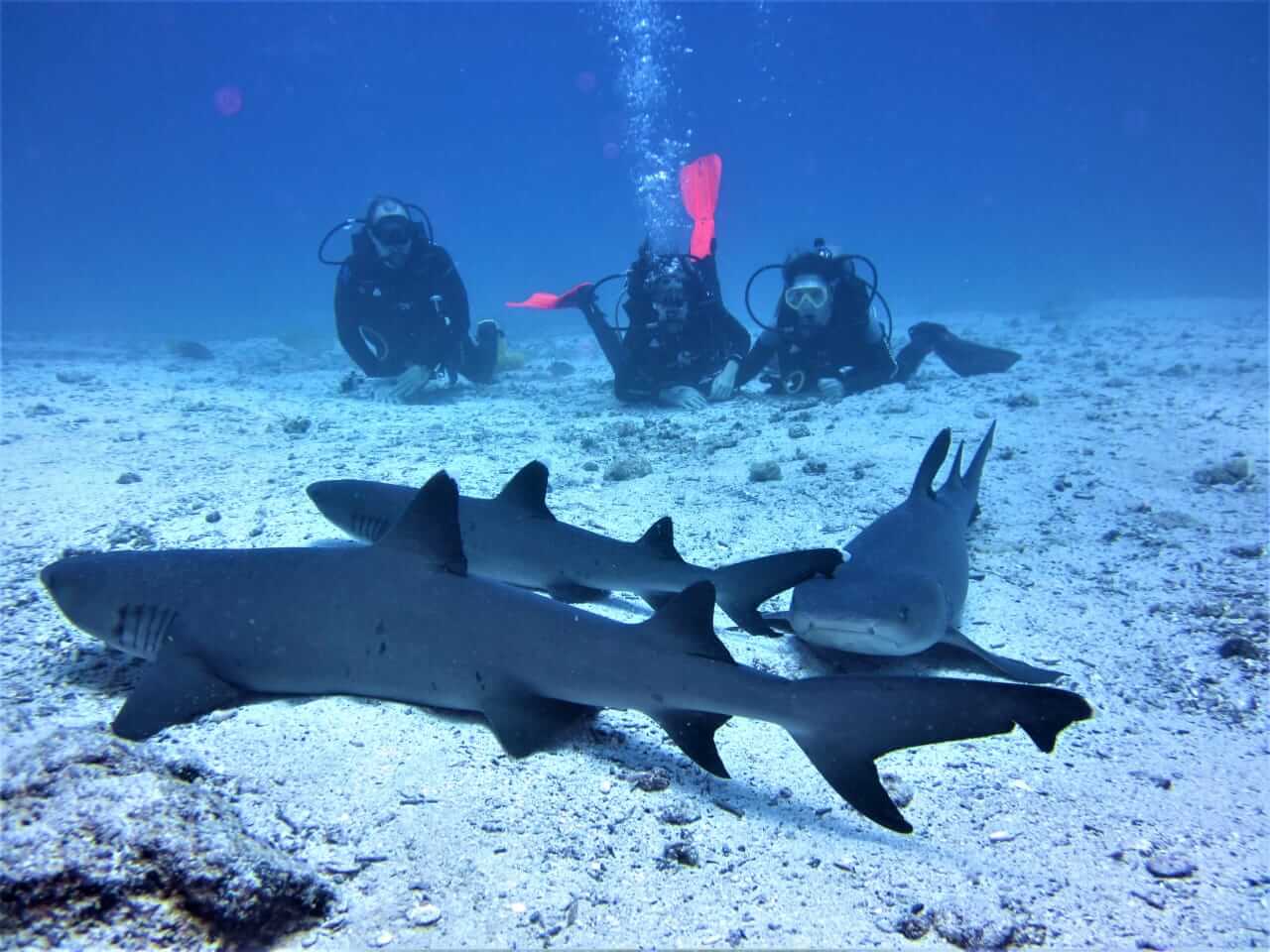 Galapagos Scuba Diving 7 Days Tour - Guide Ecuador Travel